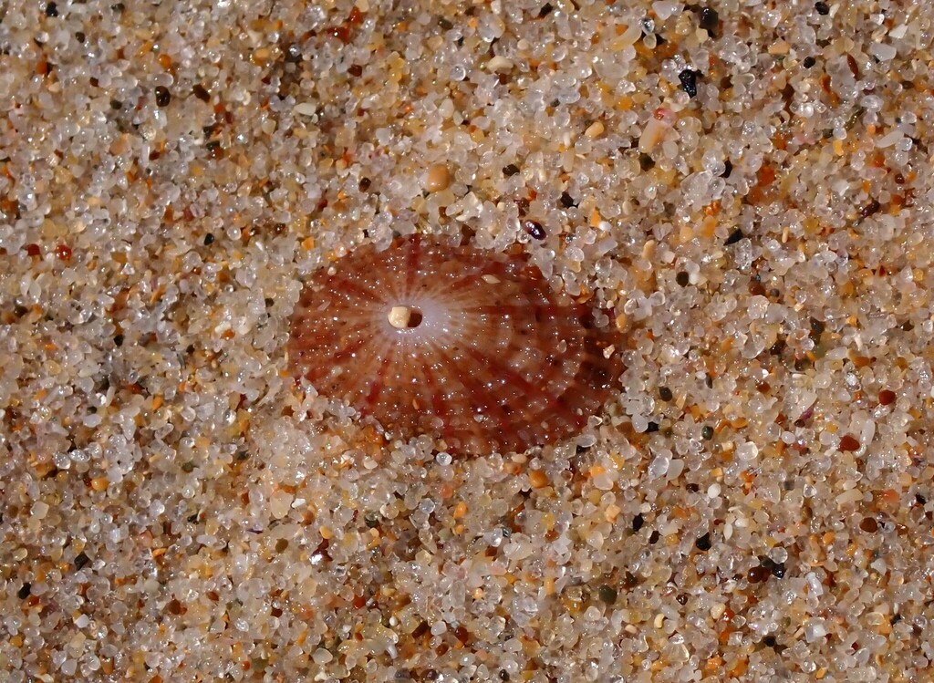 Diodora lineata from Central Coast NSW, Australia on October 10, 2023 ...