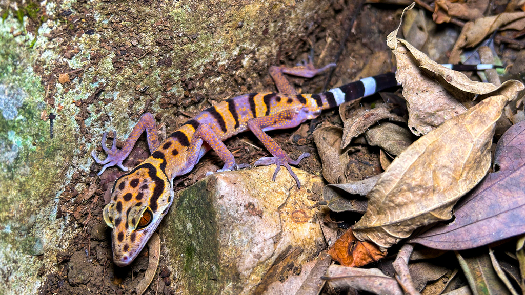 Vietnamese Tiger Gecko in October 2023 by guliwu_island · iNaturalist