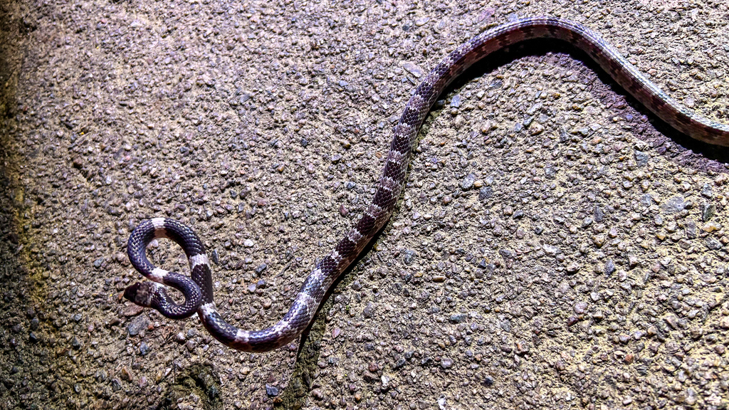 Formosa Wolf Snake in October 2023 by guliwu_island · iNaturalist
