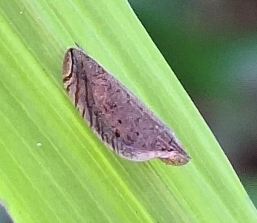 Planthoppers from 香港大欖八鄉路 on October 16, 2023 at 02:46 PM by Candy Fung ...