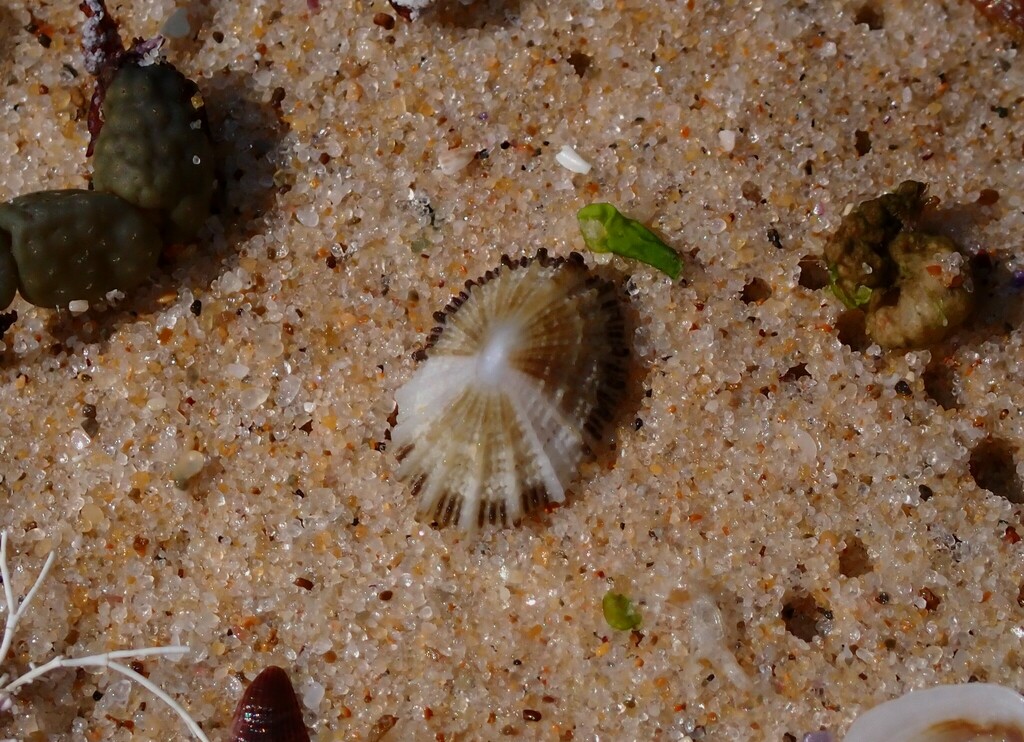 Cap-shaped False Limpet from Central Coast NSW, Australia on October 10 ...
