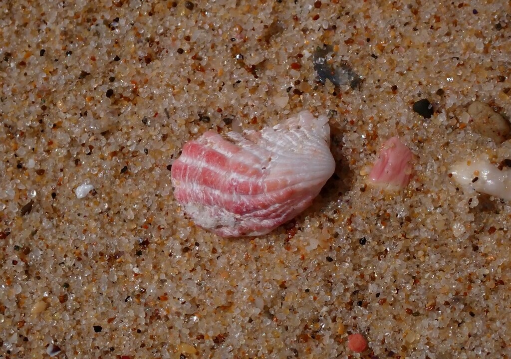 Large-ribbed Cardita from Central Coast NSW, Australia on October 10 ...