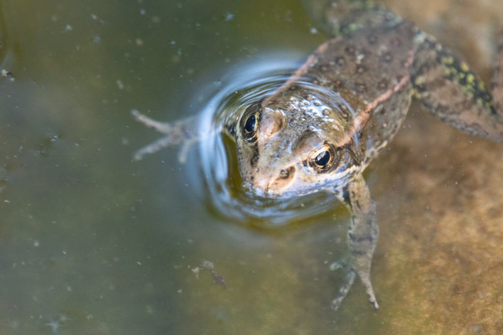 California Red-legged Frog in October 2023 by wimvdam · iNaturalist