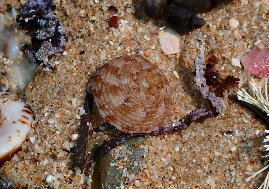 Clanculus brunneus from Central Coast NSW, Australia on October 10 ...