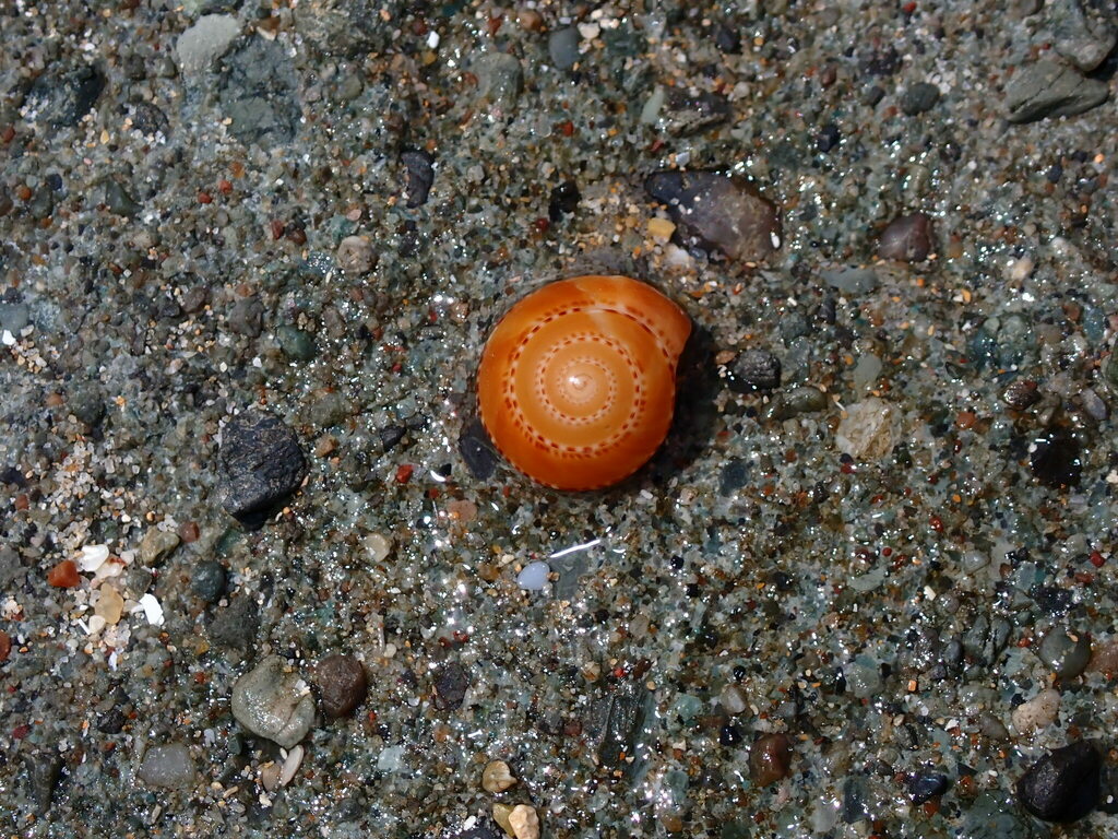 Philippia lutea from Central Coast NSW, Australia on October 10, 2023 at 11:31 AM by Adrian Gale ...
