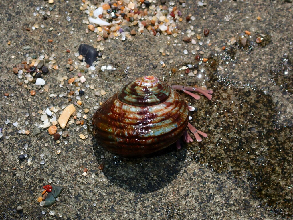 Common Warrener from Central Coast NSW, Australia on October 10, 2023 ...