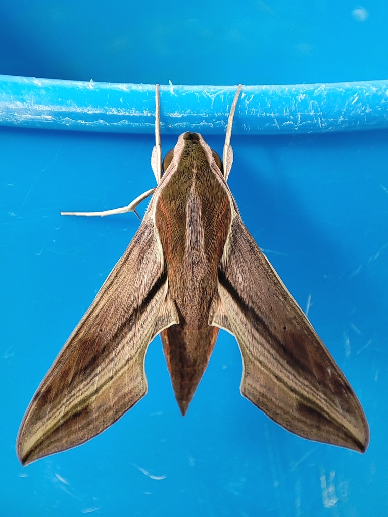 Hippotion from 香港大圍 on October 16, 2023 at 05:18 PM by Dilys · iNaturalist