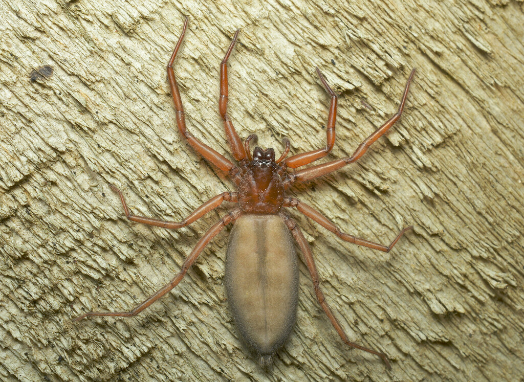 Flattened Bark Spider from Makarau, New Zealand on September 24, 2021 ...