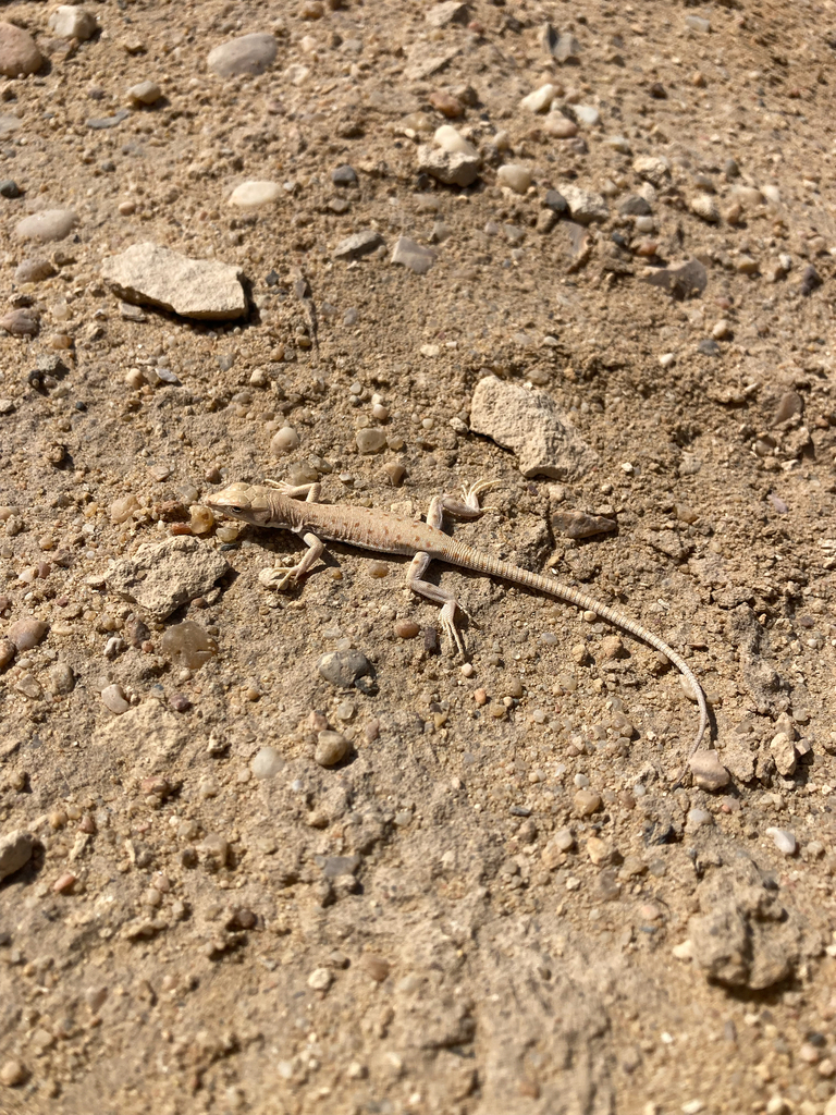 Red-spotted Lizard from Giza on October 16, 2023 at 12:25 PM by ...