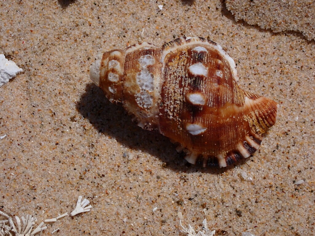 Ranella australasia from Central Coast NSW, Australia on October 10 ...