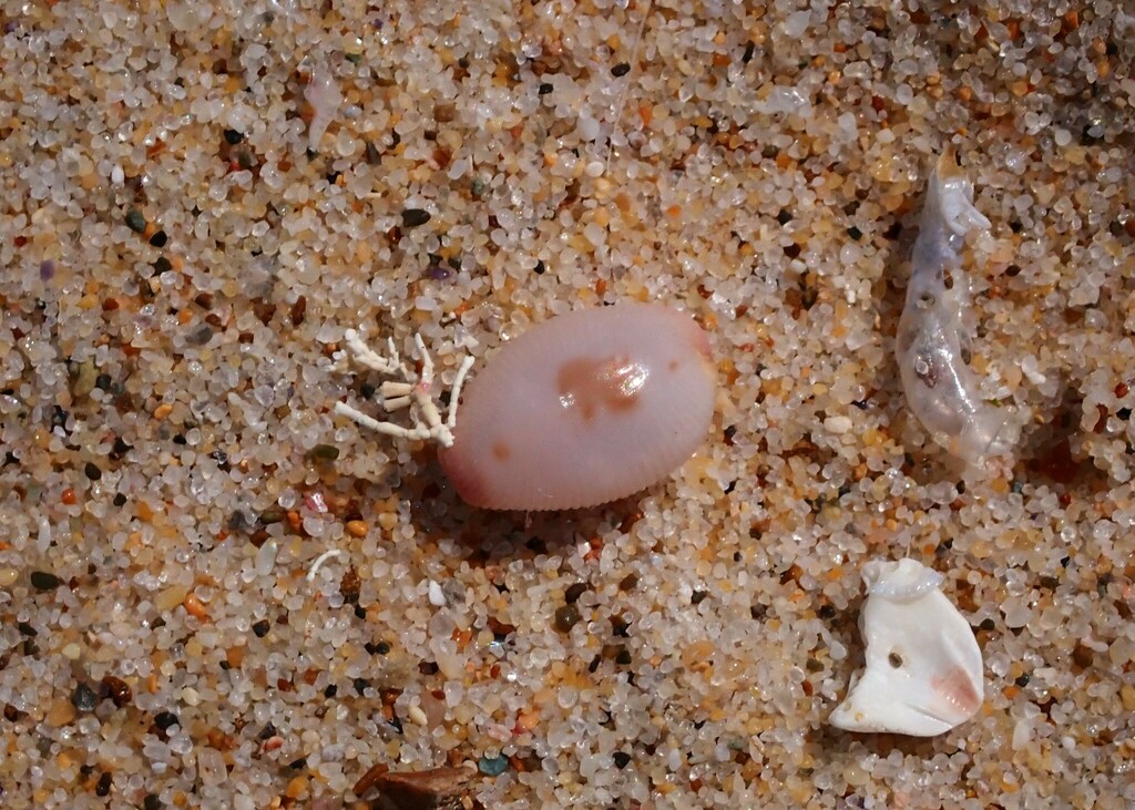 Common Southern Bean Cowry from Central Coast NSW, Australia on October ...