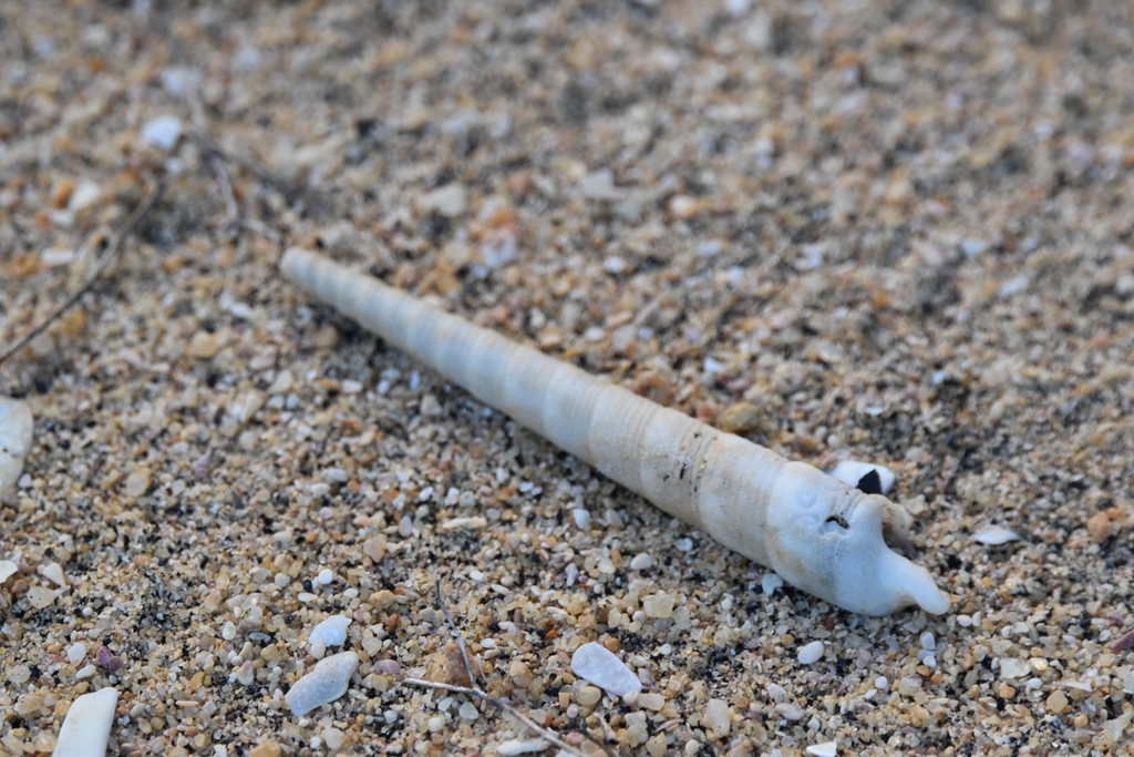 Terebra commaculata in October 2023 by kiki · iNaturalist