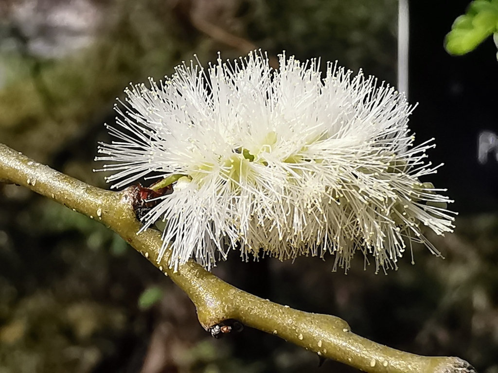 (Senegalia modesta) - Botanical Realm