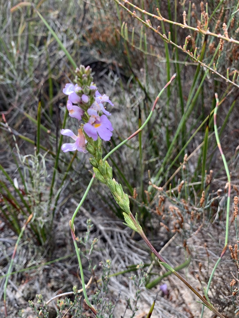 purple eyebright from Little Desert National Park, Nurcoung, VIC, AU on ...