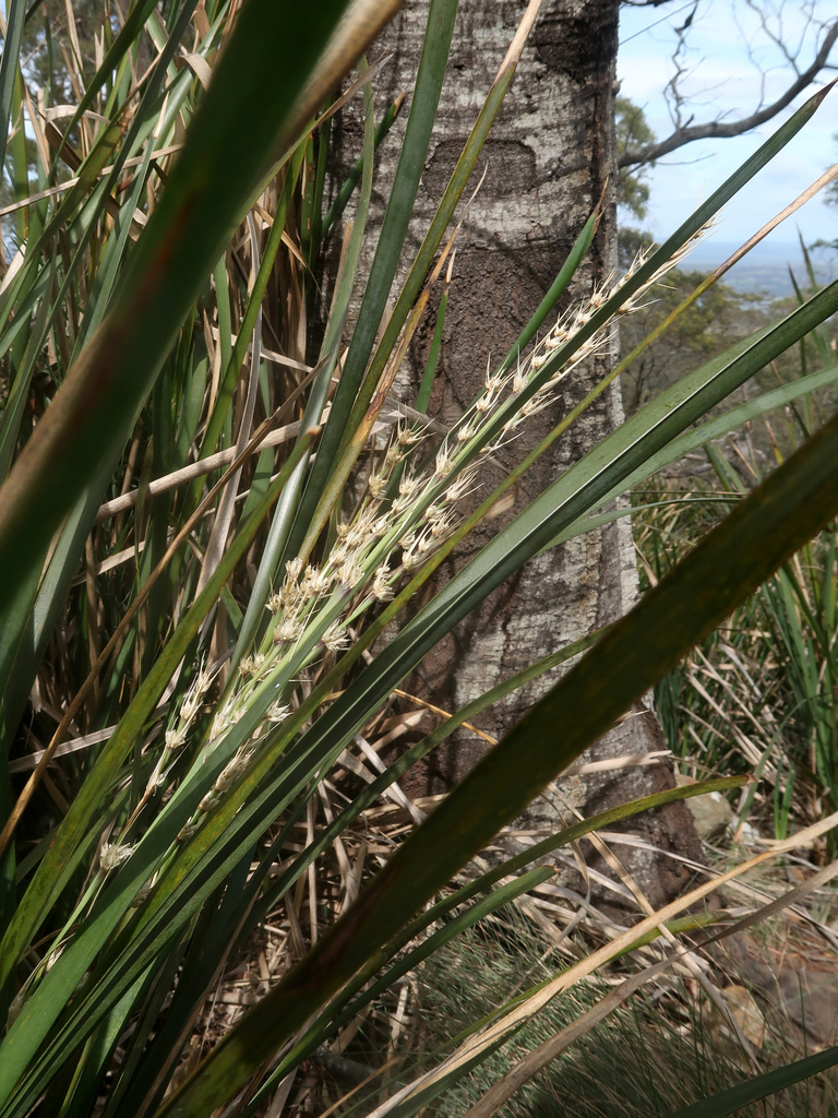Spiny-headed Mat-rush from Mount Direction Historic Site, Mount ...