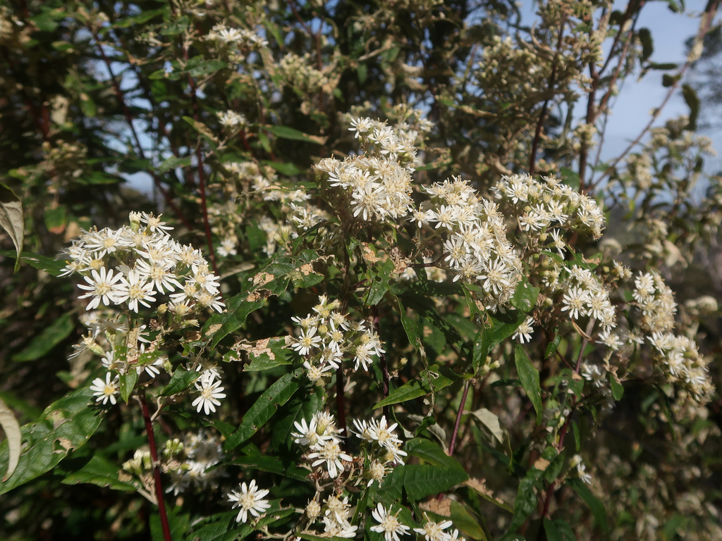 snowy daisy-bush from Mount Direction Historic Site, Mount Direction ...