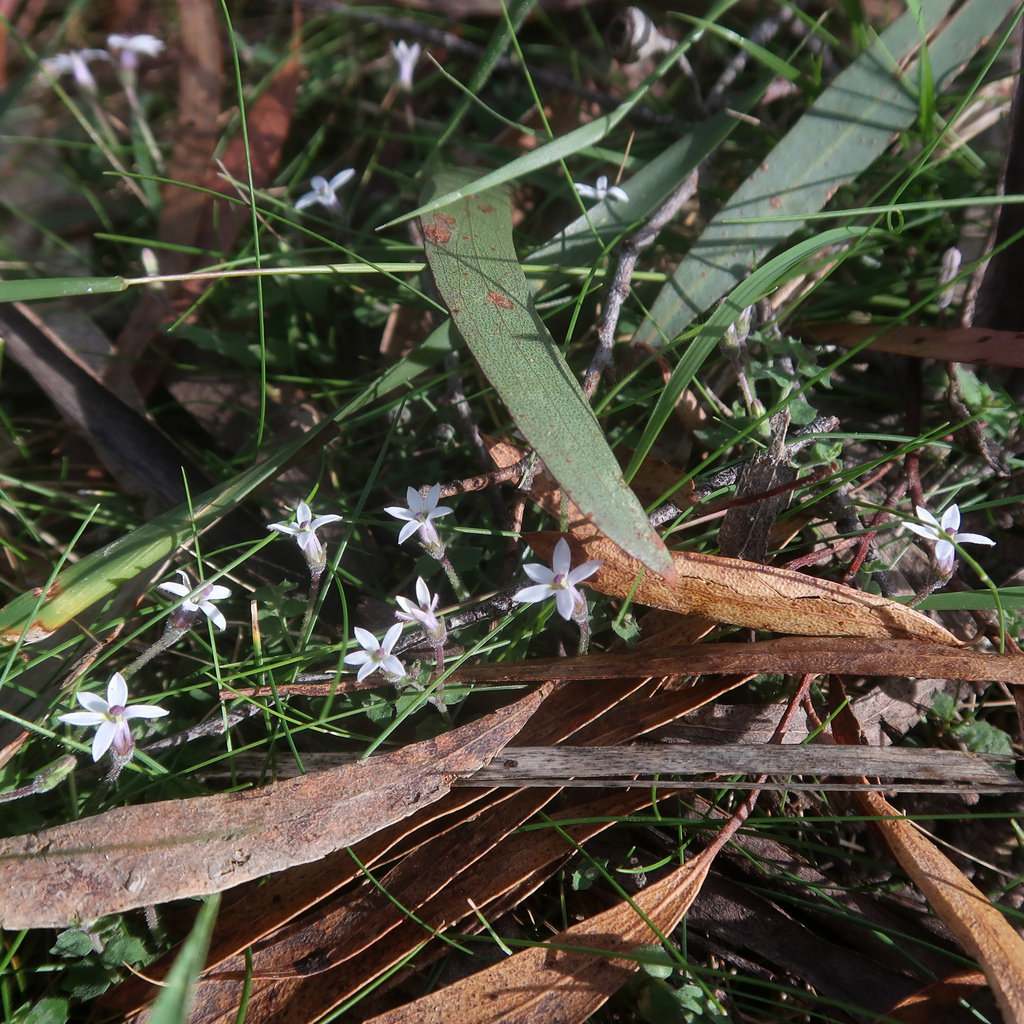 Matted Pratia from Mount Direction Historic Site, Mount Direction TAS ...