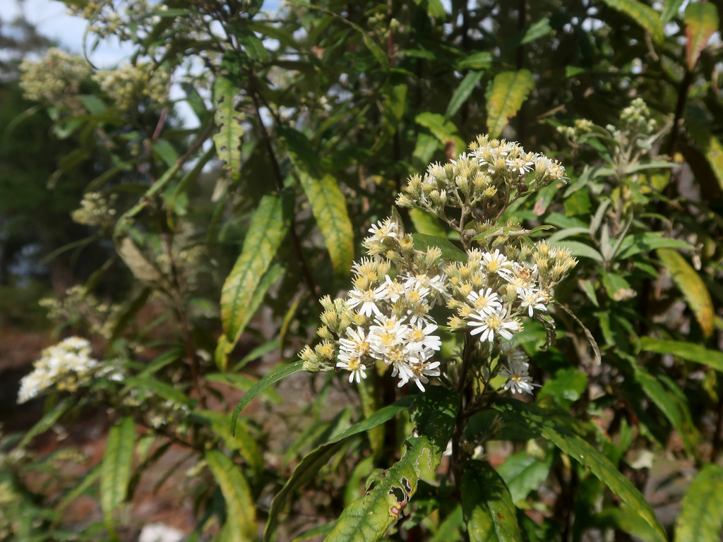 snowy daisy-bush from Mount Direction Historic Site, Mount Direction ...