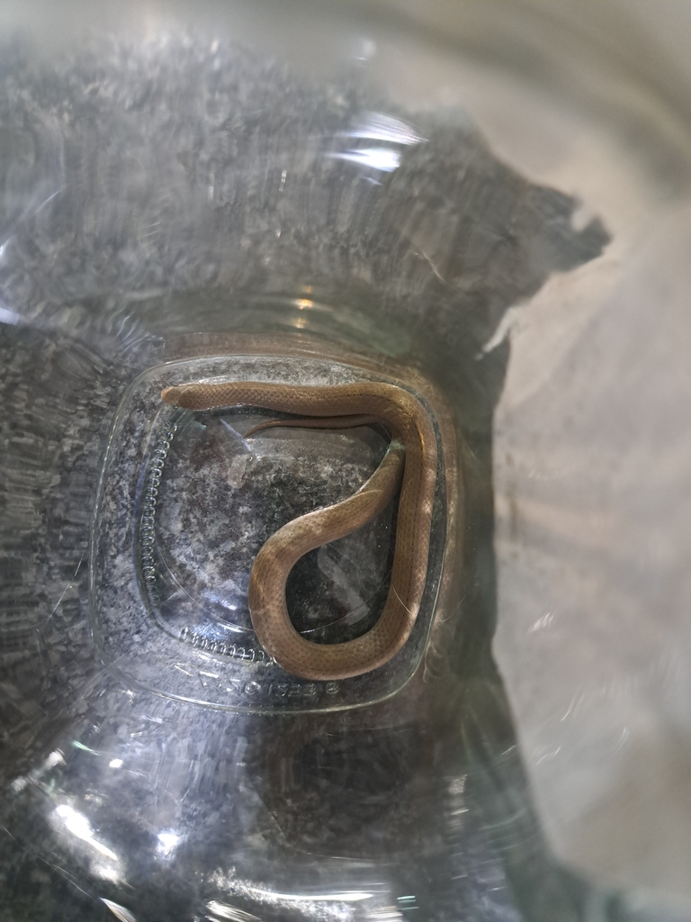 Common Slug-eater from Onrus River, Onrus, 7201, South Africa on ...