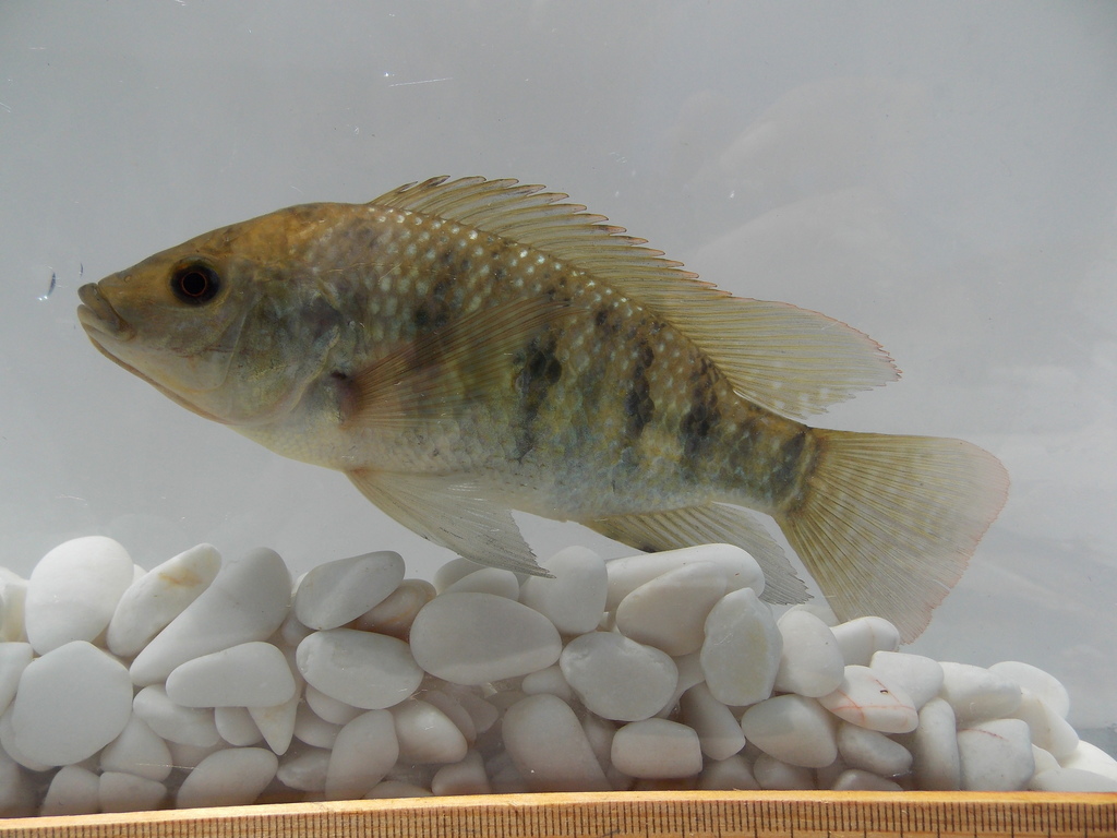 Mozambique Tilapia (Oreochromis mossambicus) - Marine Life Identification