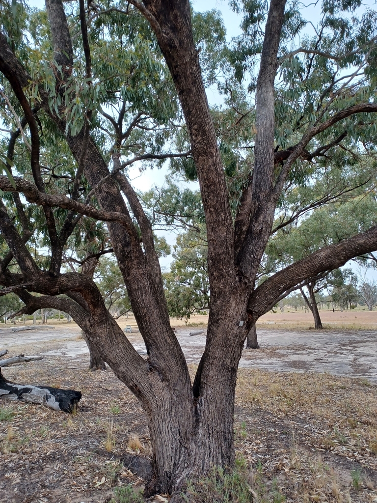 Black Box from Yaapeet VIC 3424, Australia on October 15, 2023 at 08:45 ...