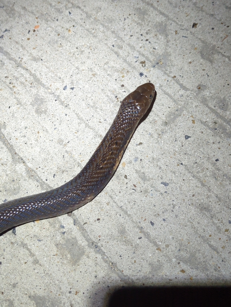 Chinese Cobra in October 2023 by Adam Aslam · iNaturalist