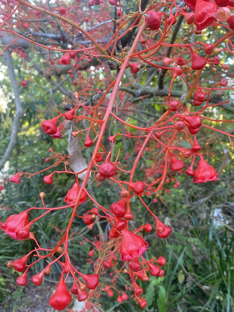 flame tree from Hulme St, Kelvin Grove, QLD, AU on October 2, 2023 at ...