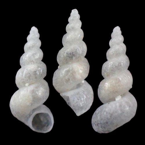 Scaliola bella · iNaturalist United Kingdom