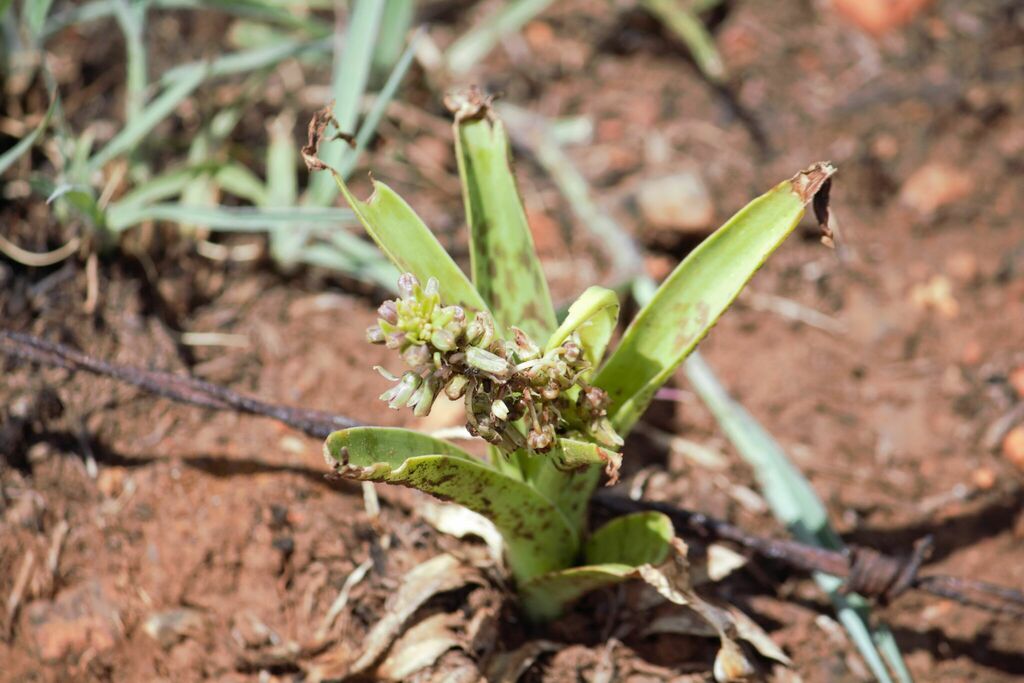 highveld African hyacinth from Dr Kenneth Kaunda District Municipality ...
