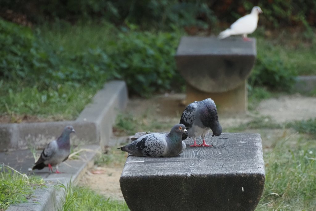 Feral Pigeon from Osaka, Osaka, Japan on September 13, 2023 at 02:51 PM ...