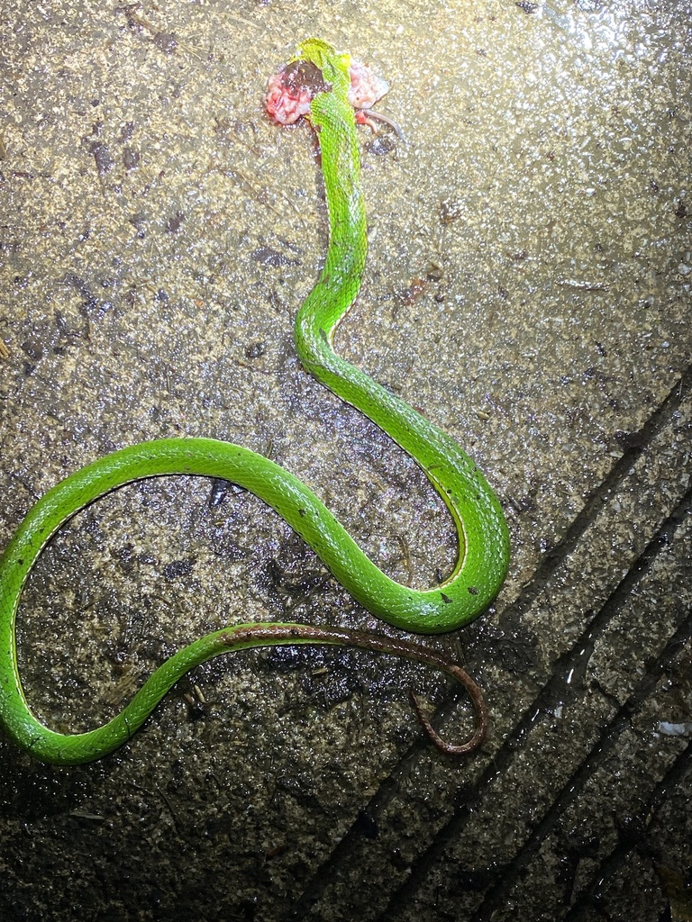 Gumprecht's Green Pitviper from Pingbian, Honghe, Yunnan, CN on October ...