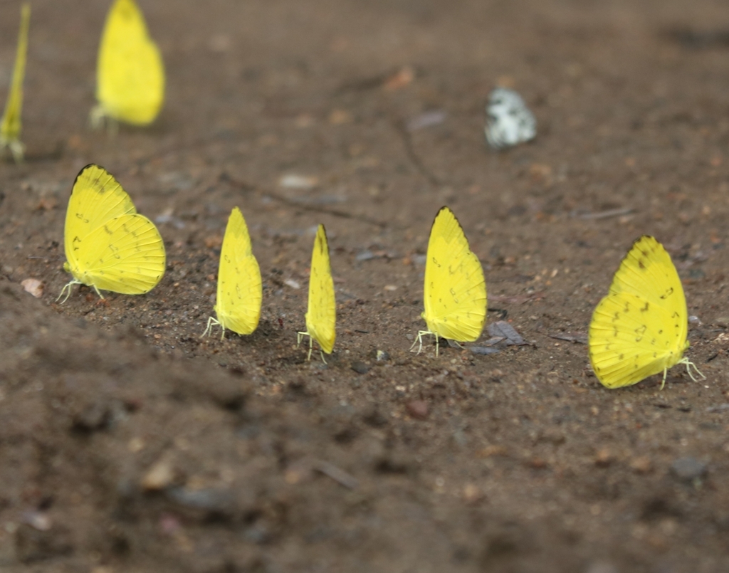 Three-spotted Grass Yellow from Salem District on October 15, 2023 at ...