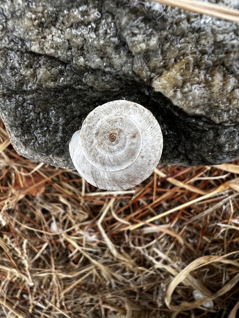 Xerolenta obvia pappi from Philippi Archaeological site, Krinides ...