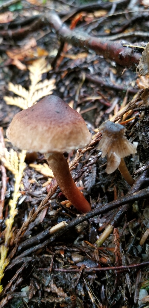 russet scaly tricholoma from West Vancouver, BC V7S 3H3, Canada on ...