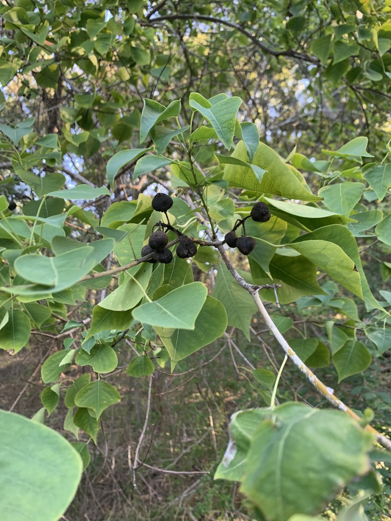 Chinese Tallow from Herman Brown Park, Houston, TX, US on October 16 ...