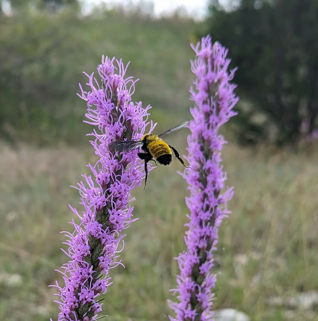 Sonoran Bumble Bee from Bosque County, TX, USA on October 12, 2023 at ...