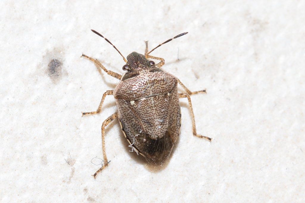 White-spotted Stink Bug from 5 Yi He Yuan Lu, Hai Dian Qu, Bei Jing Shi ...
