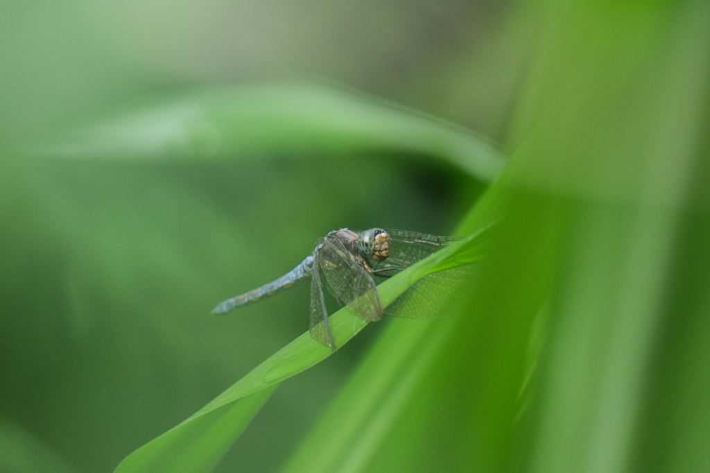 Slender Blue Skimmer from Tuen Mun-PAHE on October 16, 2023 at 09:42 AM ...