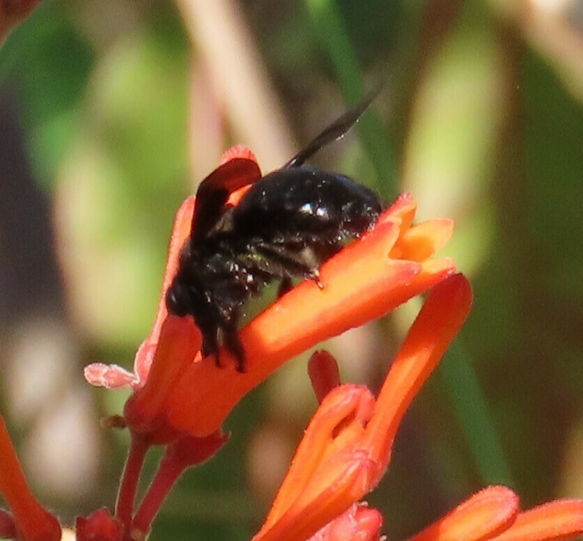 Large Carpenter Bees from 3333 Butterfly Park, Mission, TX 78572 ...