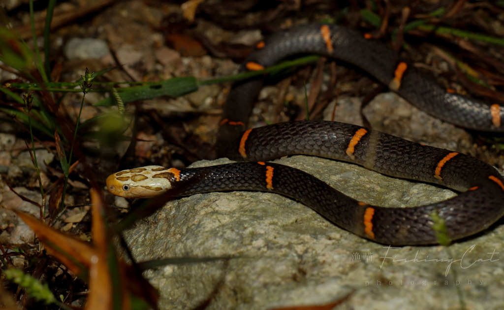 White-headed Burmese Viper from 中国广东省清远市阳山县 on October 2, 2023 at 12:04 ...