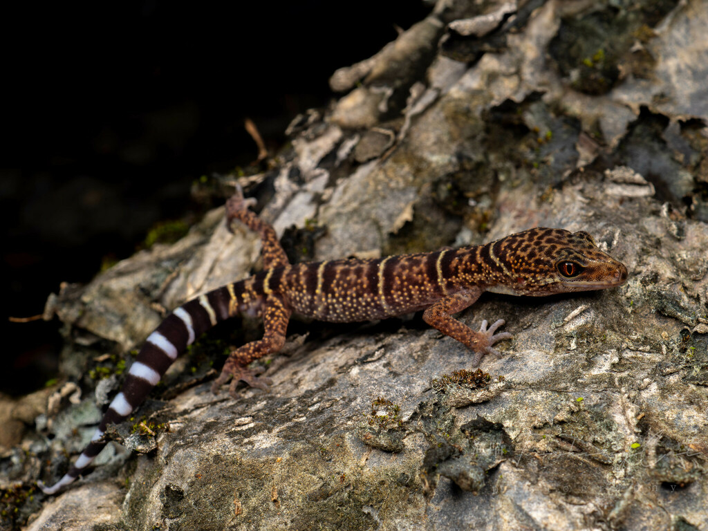 Zhe-long's Leopard Gecko in September 2023 by 渔喵 · iNaturalist