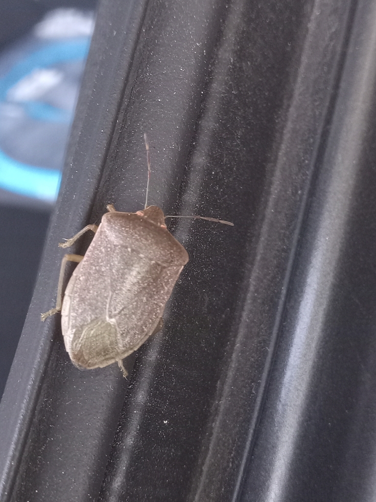 Southern Green Stink Bug from Wien, AT-WI-WS, AT on October 16, 2023 at ...