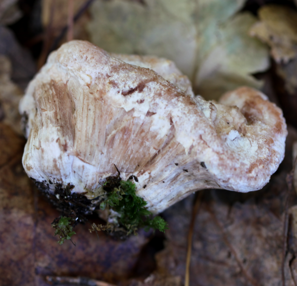 Aborted entoloma from Waupaca County, WI, USA on October 14, 2023 at 10 ...
