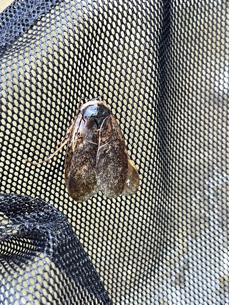 Eupolyphaga sinensis from 虎峪自然风景区, 北京市, CN on October 14, 2023 at 03:14 ...