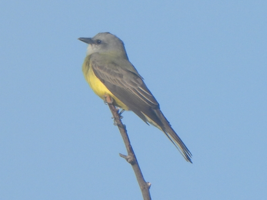 Couch's Kingbird from McAllen, TX, USA on October 13, 2023 at 08:44 AM ...