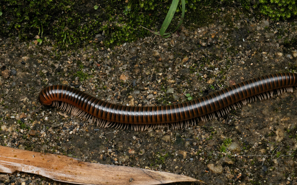 Uriunceustreptus from 中国广东省韶关市乳源瑶族自治县 on October 2, 2023 at 10:30 PM by ...