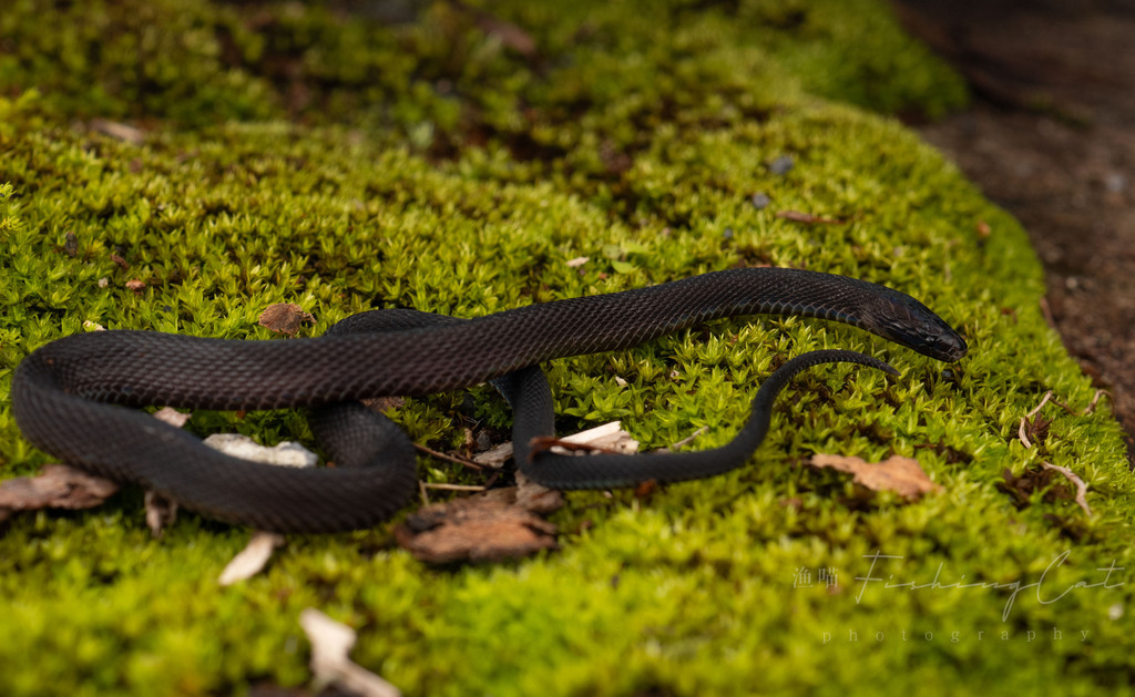 Zong's Odd-scaled Snake from 中国湖南省郴州市宜章县 on October 3, 2023 at 11:09 PM ...
