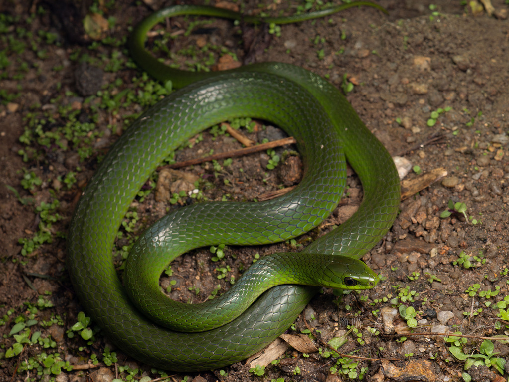 Chinese Green Snake from 中国广东省韶关市乳源瑶族自治县 on October 5, 2023 at 01:02 AM ...