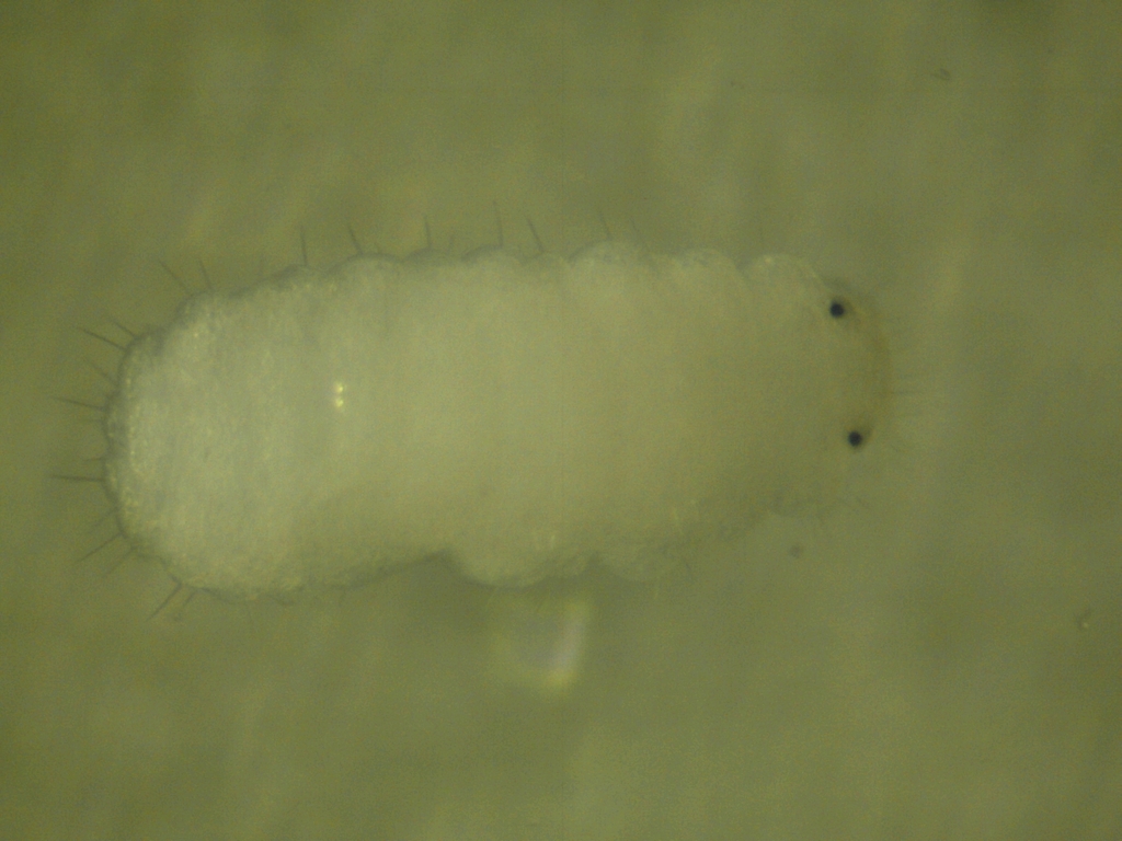 Short-legged Springtails from 605台灣嘉義縣阿里山鄉 on March 21, 2011 at 03:00 ...