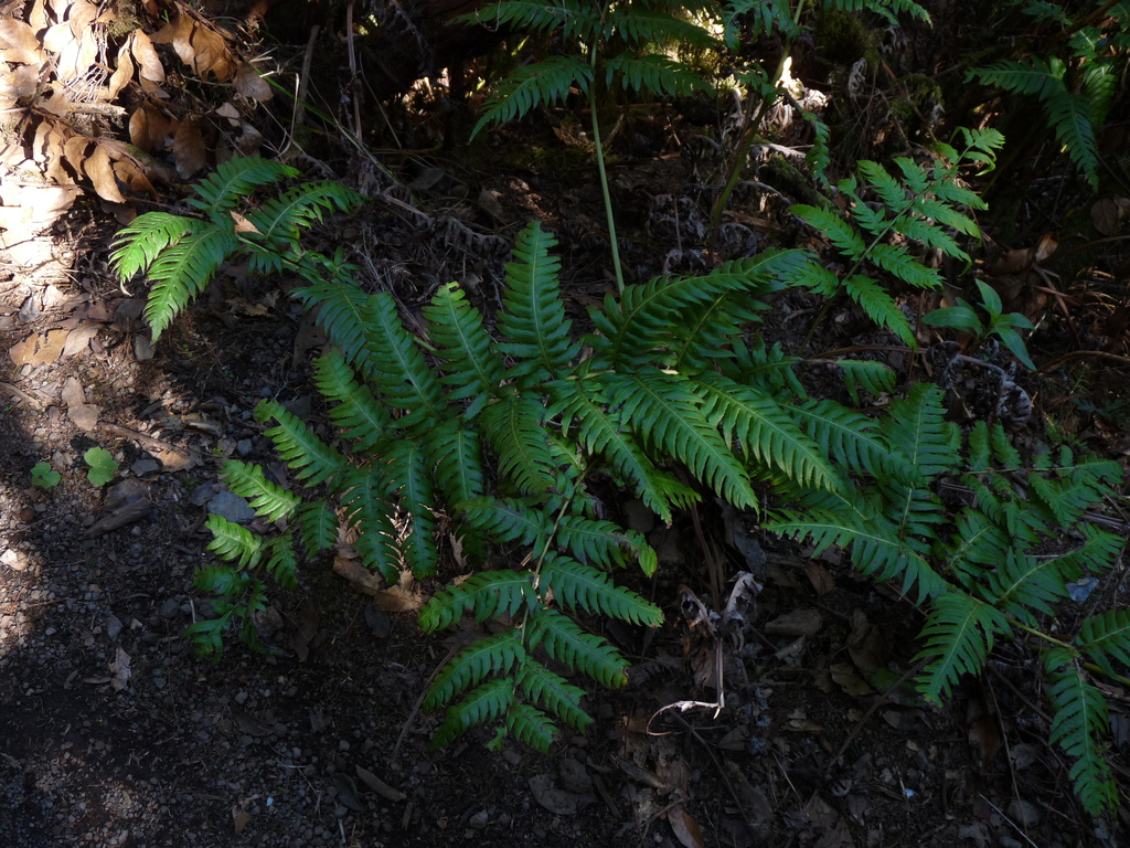 European chain fern from La Cumbre, Santa Cruz de Tenerife, Spain on ...